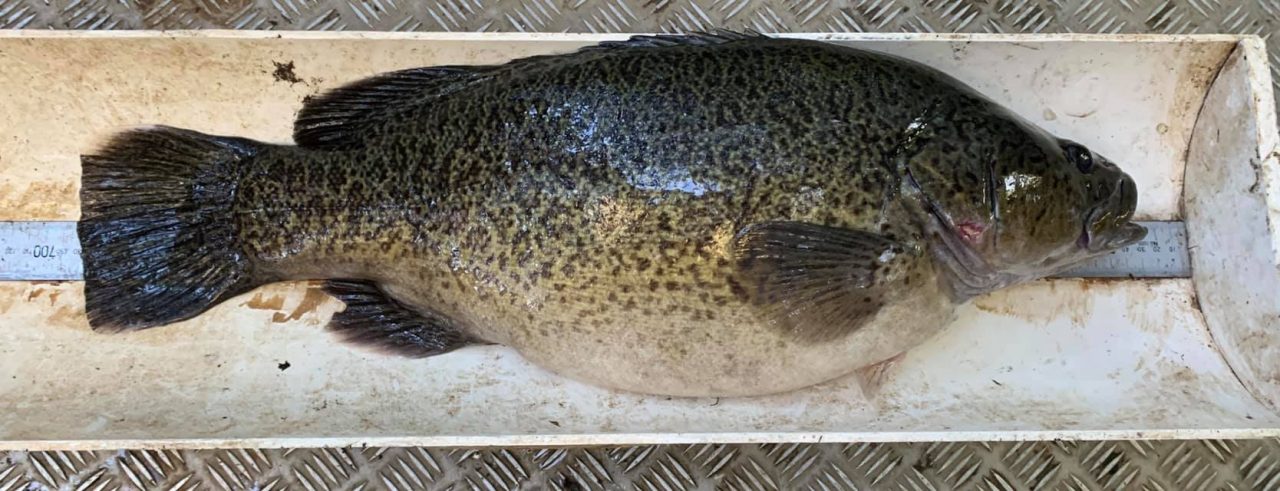 Brisbane River Cod Recovery Project | Somerset Wivenhoe Fish Stocking Assn