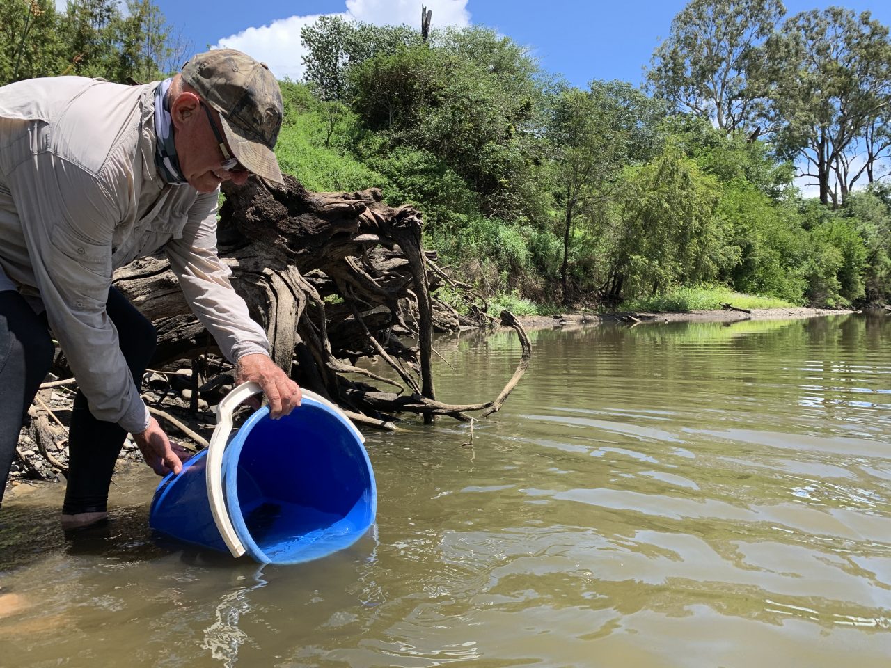 Brisbane River Cod Recovery Project | Somerset Wivenhoe Fish Stocking Assn